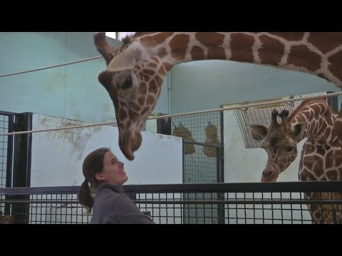 Local experts talk giraffe mating, birth, and conservation