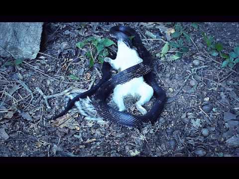 snake attack mouse - Booking Hotel Cheap In Dubai - YouTube