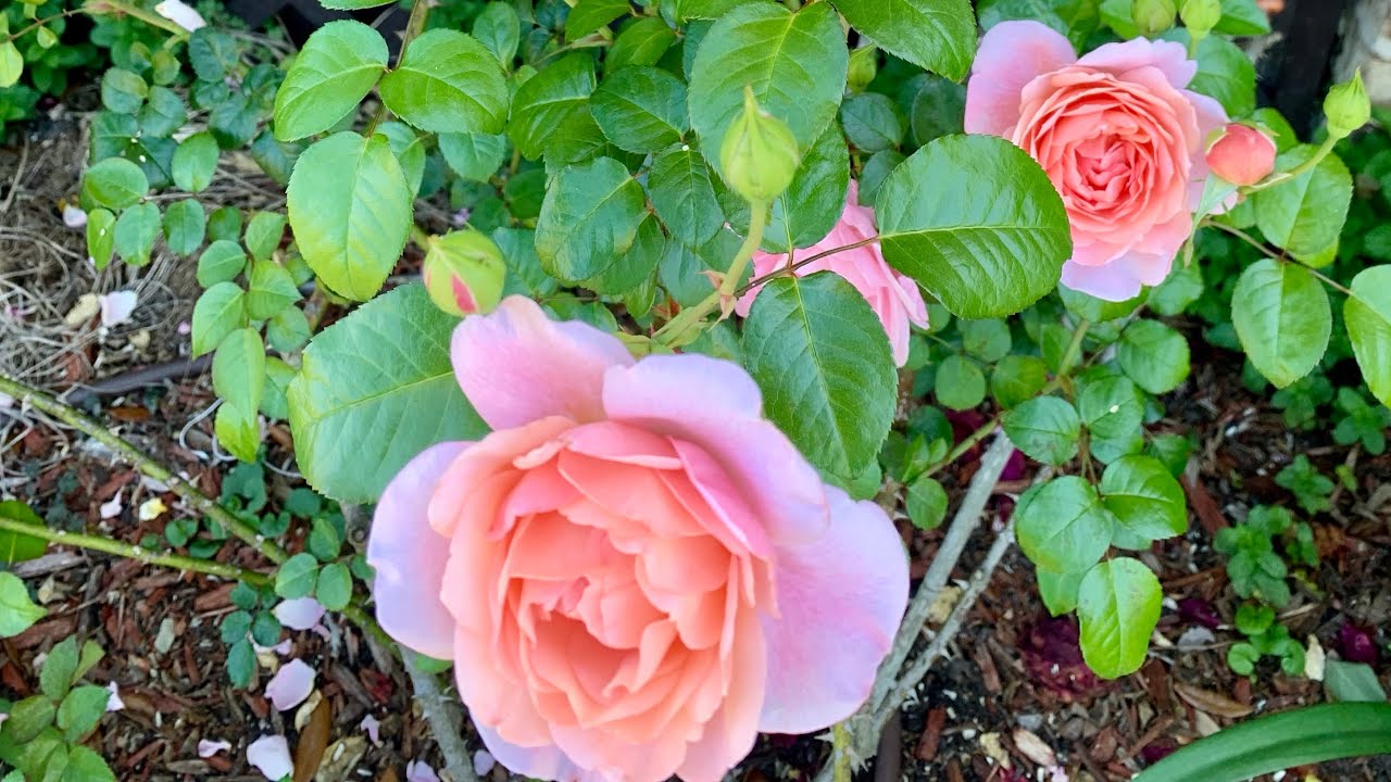 Strawberry hill David Austin climbing rose - Spring’24 #fragrant # ...