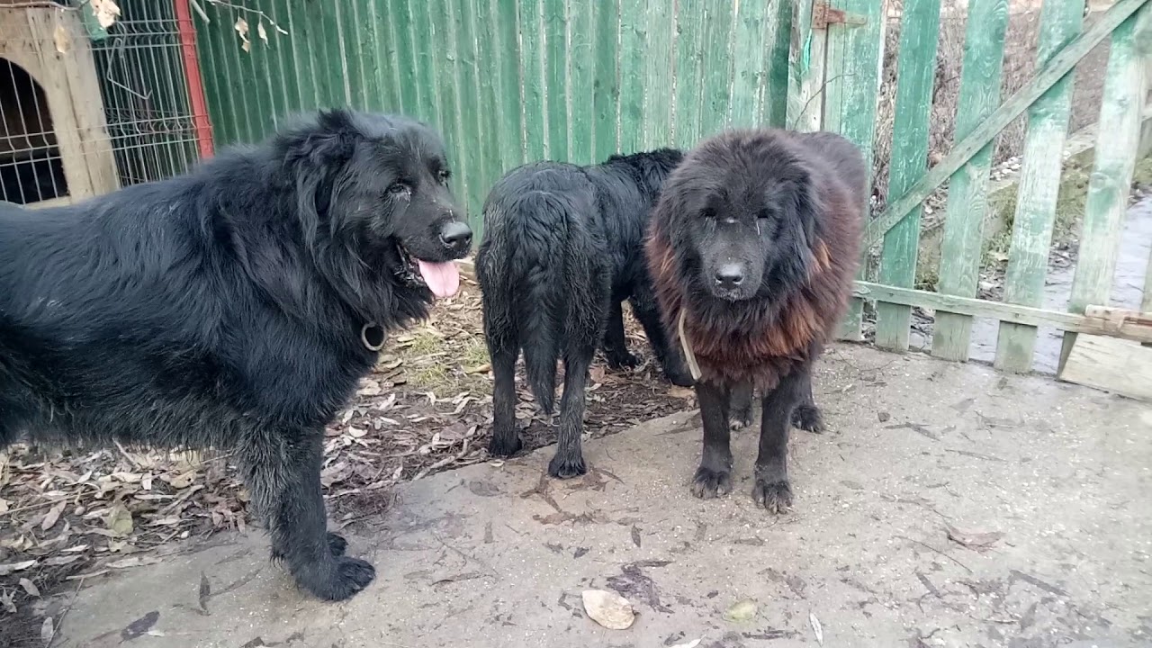 Romanian Raven Sheepdog pack - YouTube