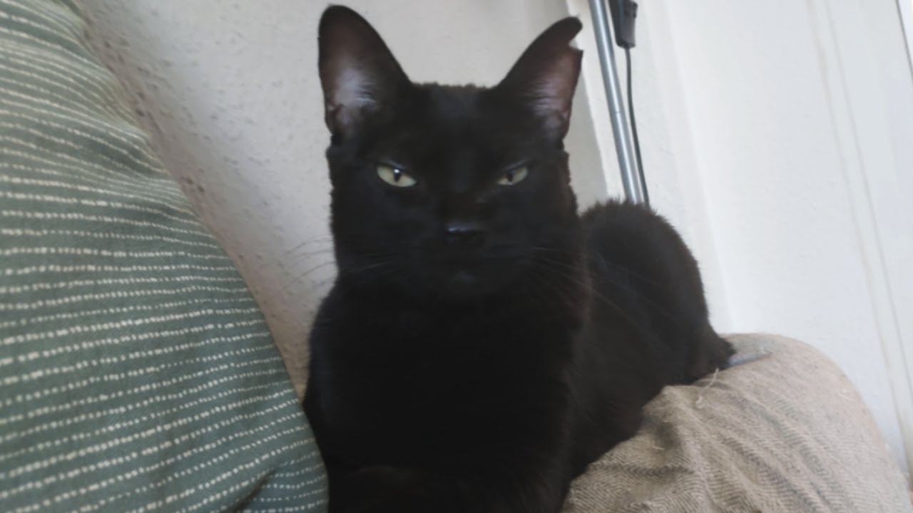 Just a Cute, Tired Cat. #Jules - YouTube