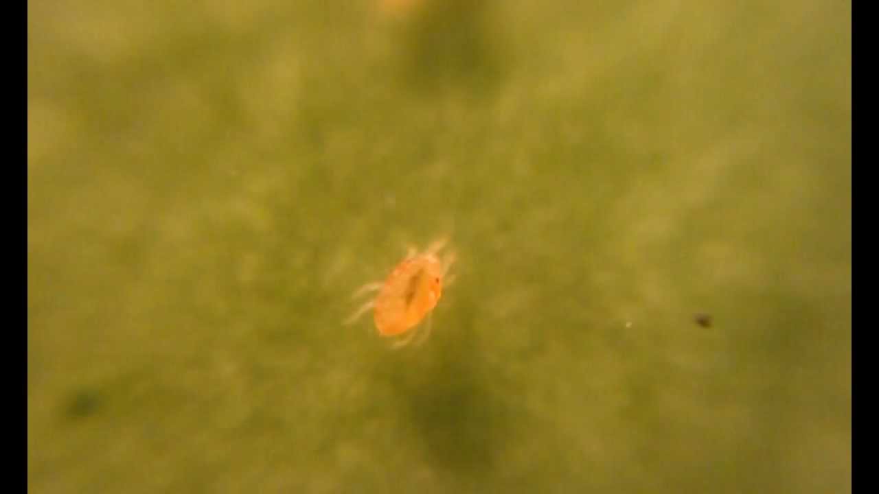 Spider mite - DIY smartphone microscope - YouTube