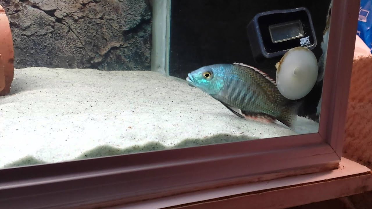 Lethrinops Lethrinus - YouTube