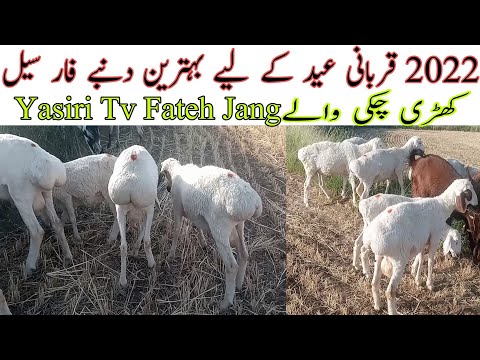 2022 قربانی عید کے لیے کھڑی چکی والے دنبے فار سیل Dumba For Sale Eid 2022