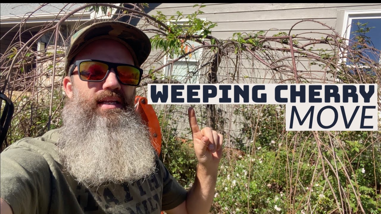How to move an established Weeping Cherry Tree - EP 189 - YouTube