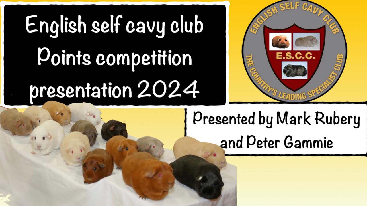 English self cavy club points competition winners 2024 presented by ...