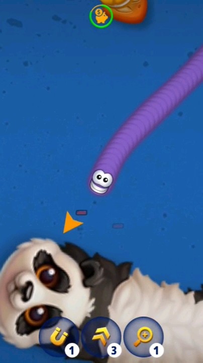 Cacing Alaska Vs Cacing Panda#wormzone#zonacacing - YouTube