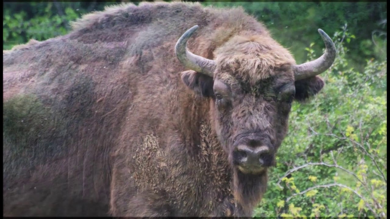 Recorrido por CIBE - YouTube