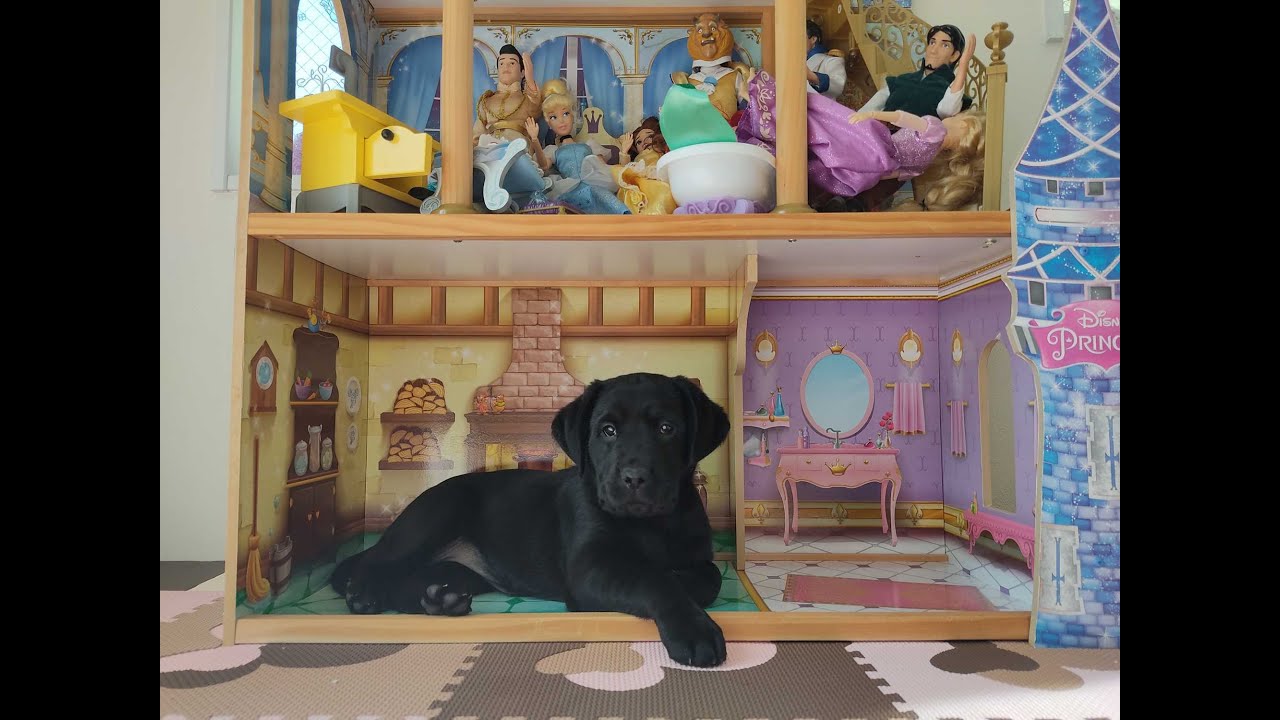 パピーウォーカー Labrador retriever with Kong ラブラドール子犬 シンデレラ城からのコングおもちゃ - YouTube