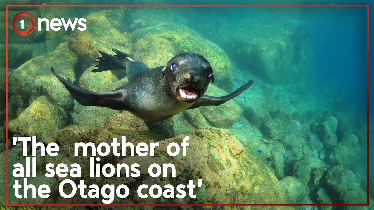 Meet the mother of all sea lions on the Otago coast | 1News - YouTube
