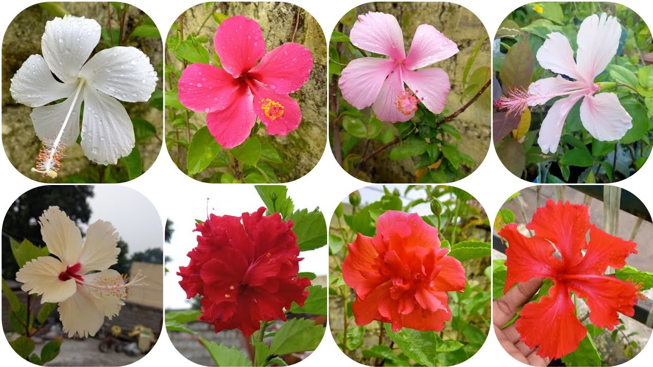 My Hibiscus-gudhel 🌺 collection in my garden/Variety of hibiscus//गुडेल ...