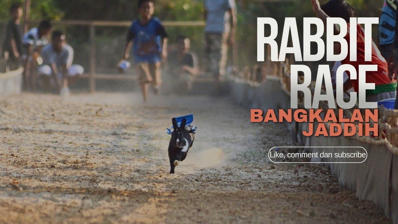 RABBIT RACE JADDIH BANGKALAN {KERAPAN KELINCI} - YouTube