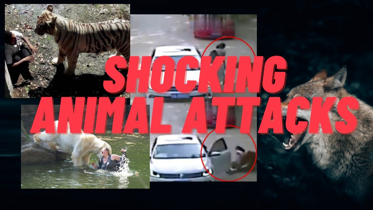 Top wild animal attacks 2021 - YouTube