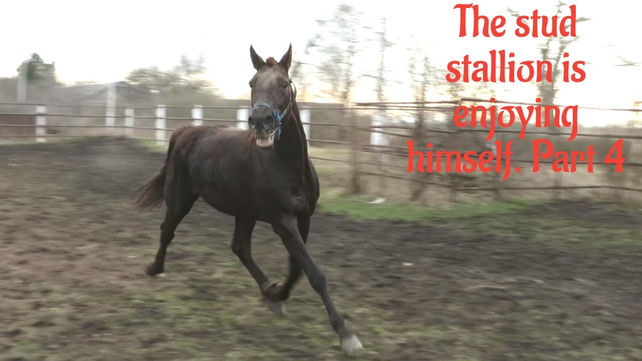 The stud stallion is enjoying himself Part 4 - YouTube
