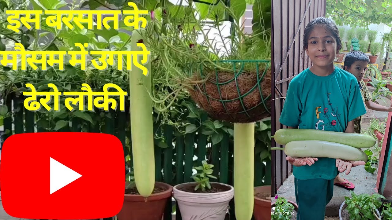 How to grow louki in rainy season, how to harvest louki vegetables ...