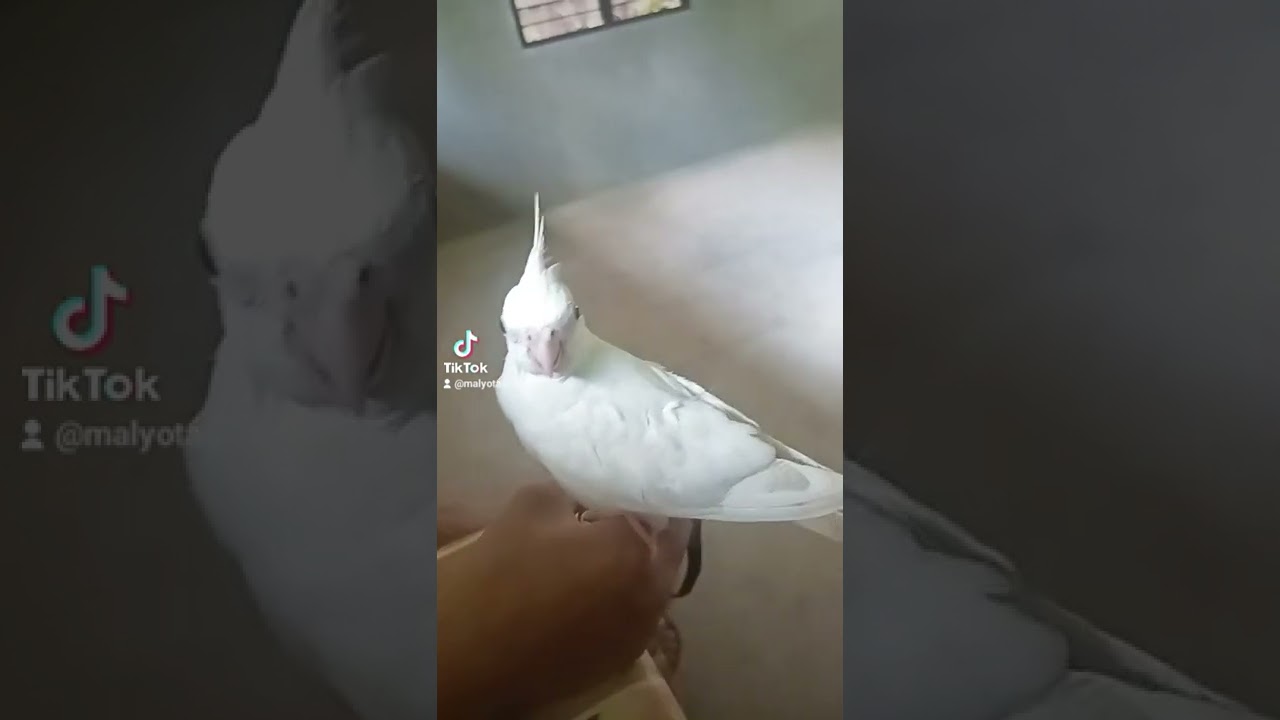 may Birdy. - YouTube