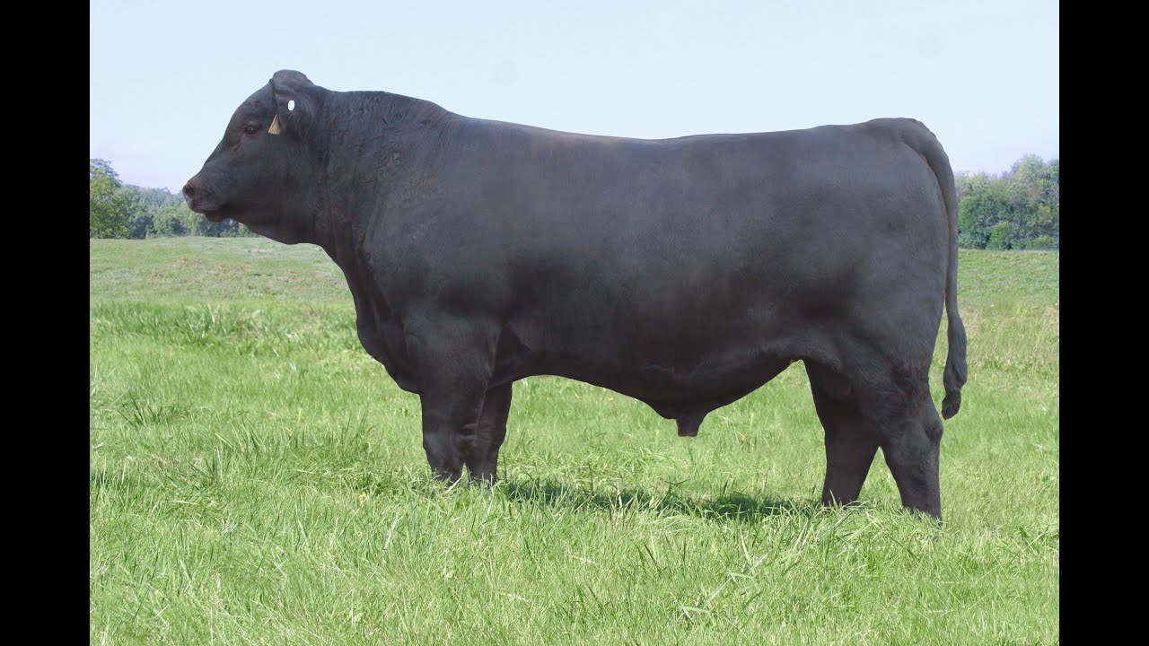 PCC Net Profit - YouTube