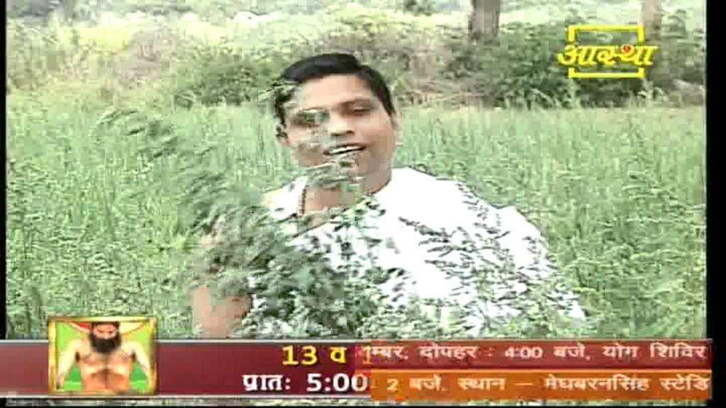 Medical Use Of bathuva ,All Good-Acharya Bal Krishan Ji - YouTube