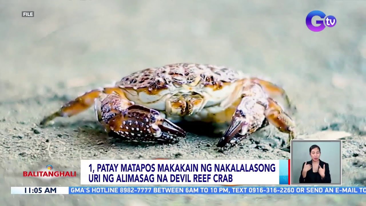 Isa, patay matapos makakain ng nakalalasong uri ng alimasag na devil reef crab | BT - YouTube
