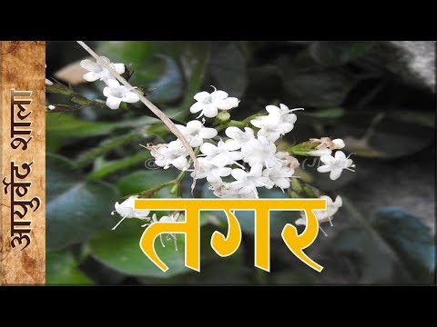 Tagar ke fayday or upyog | indian velerian | Ayurved shala