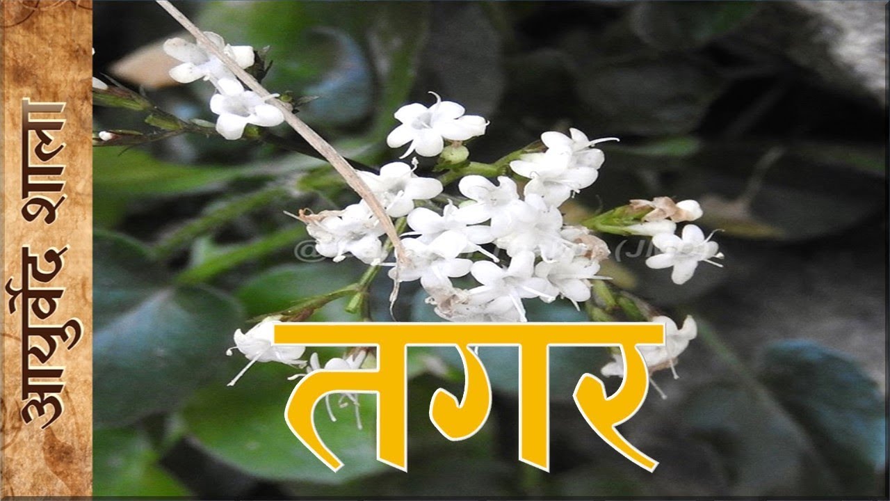 Tagar ke fayday or upyog | indian velerian | Ayurved shala - YouTube