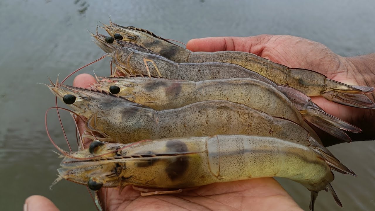 Villagers catching Shrimp & fish with drag net in West Bengal#fishing # ...