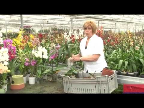 Soins Orchidees par Wooning Orchids - YouTube