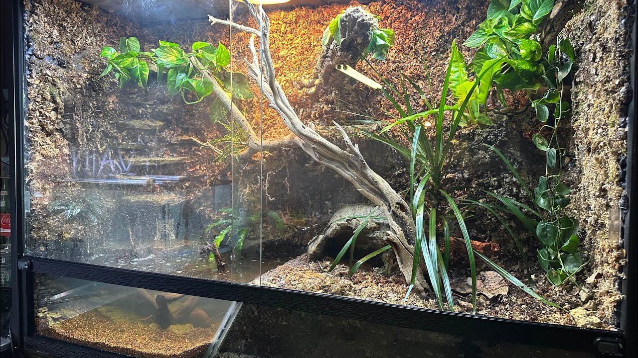 Fully bioactive Enclosure we built from scratch for a very special ...