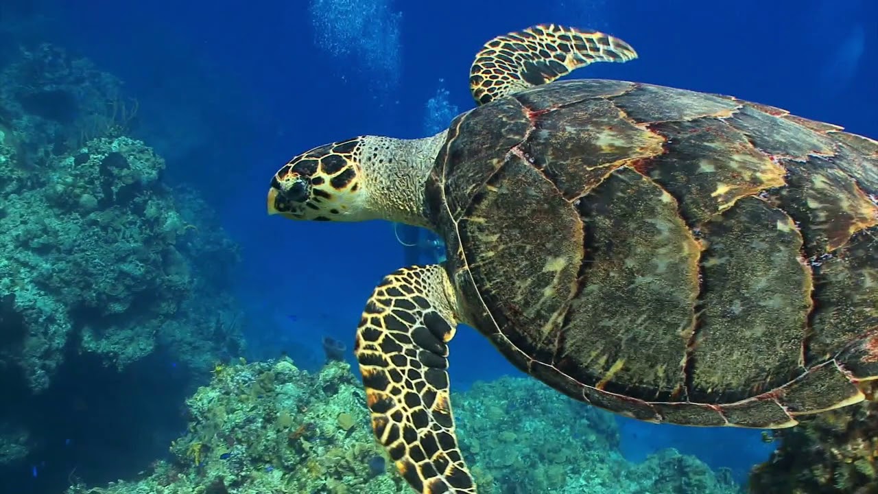 Andrew Valencia Interview by Valentino Perez - YouTube