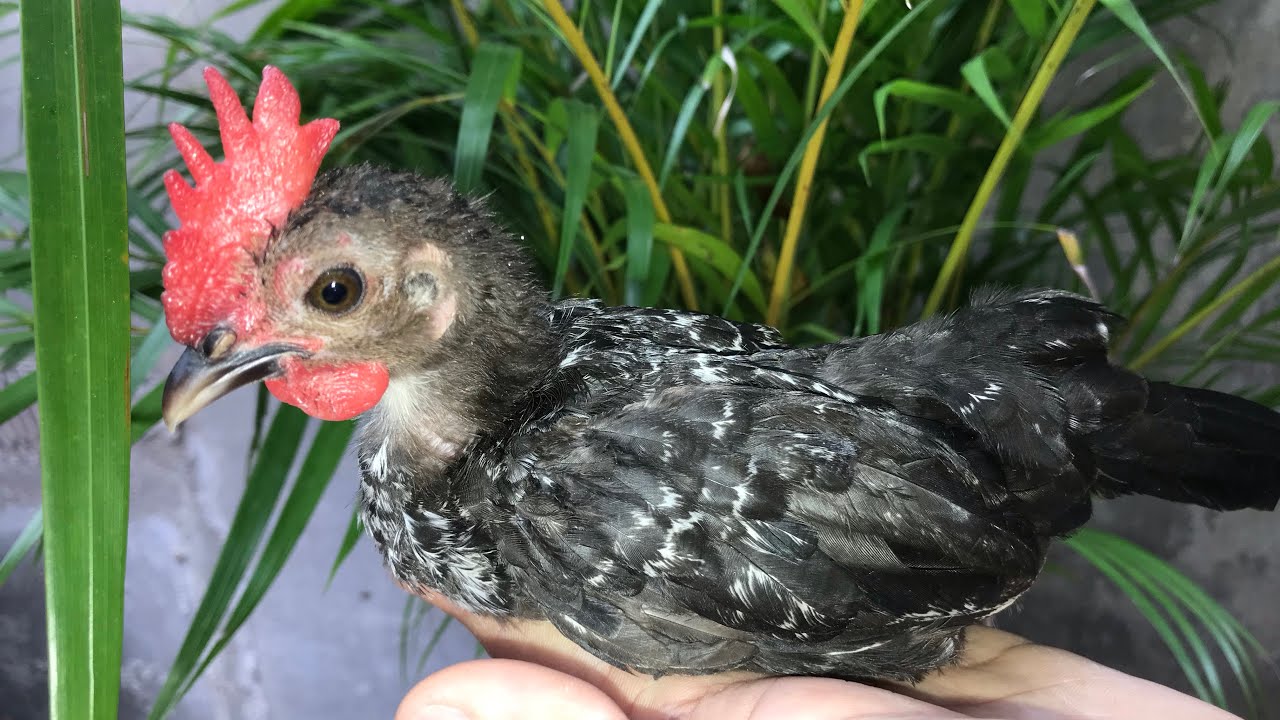 Mostrando minha criação de garnize de perto | Mini Garnize - YouTube