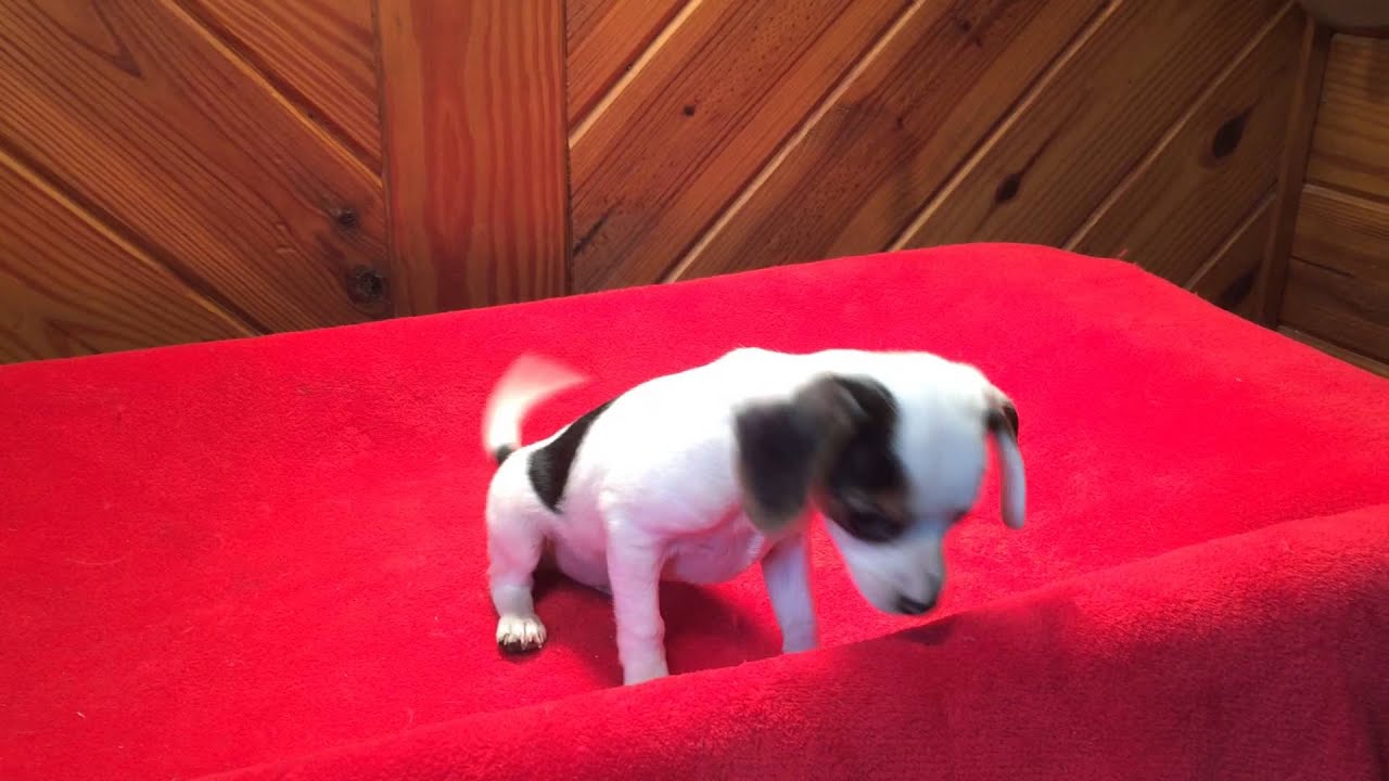 Pixie Beagle Sterling - YouTube