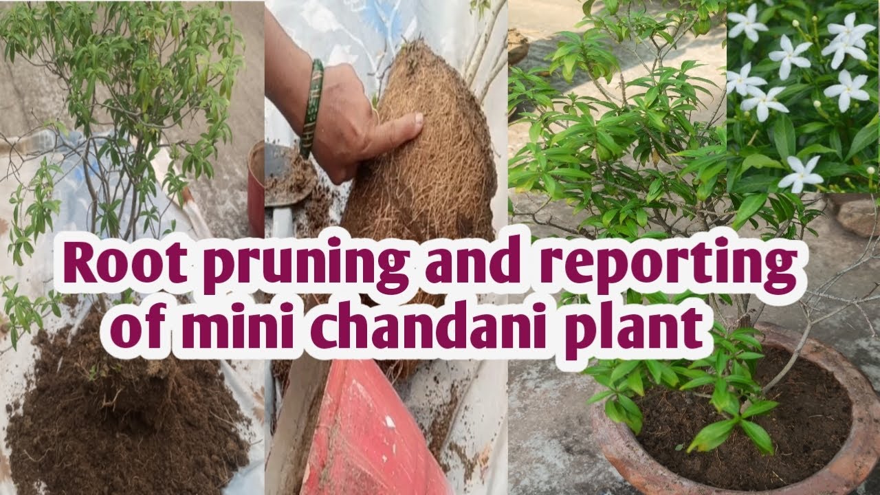 Root pruning and repotting of mini chandani plant in monsoon in proper ...