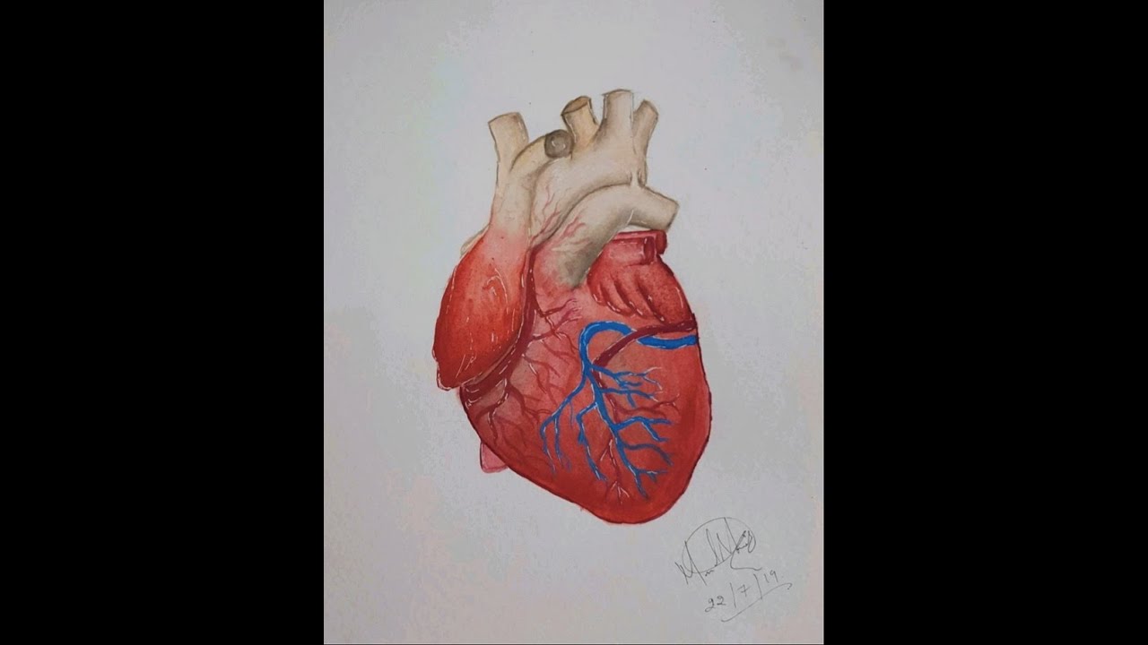 Human Heart: Time Lapse - YouTube