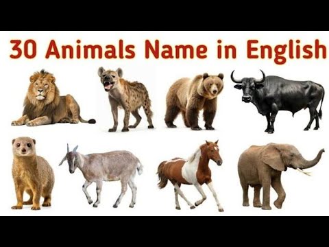 30 Animals Name in English ll 30 Animals Vocabulary ll Animals ...