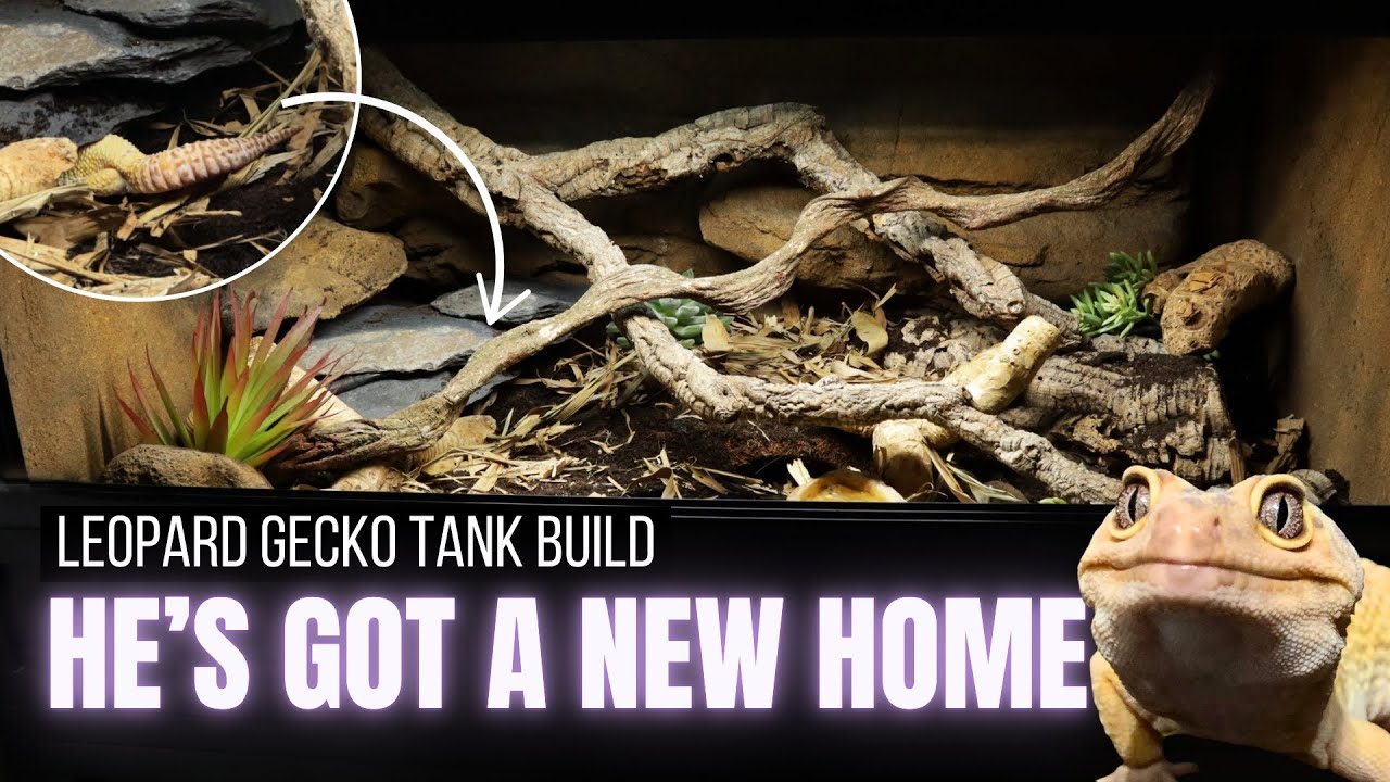 Creating the Ultimate Leopard Gecko Habitat: A Step-by-Step Guide - YouTube
