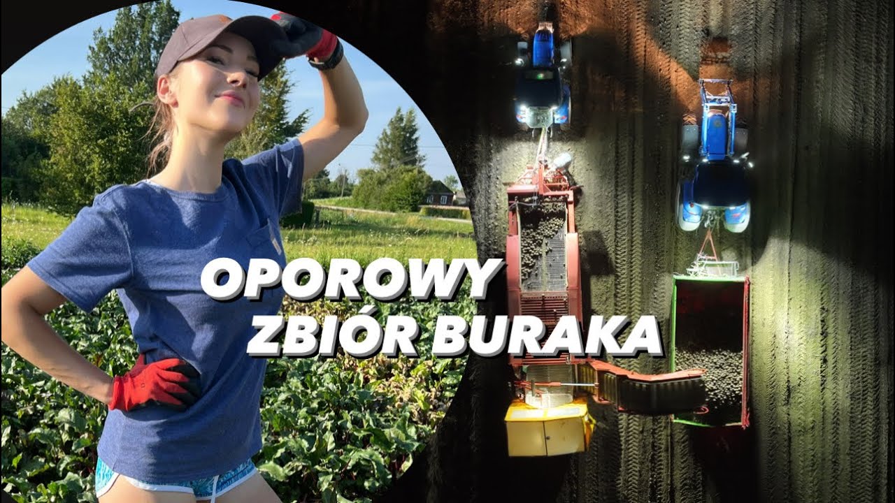 Oporowy zbiór buraka ćwikłowego na dużą skalę! ☆ Sezon buraczany w GR ...