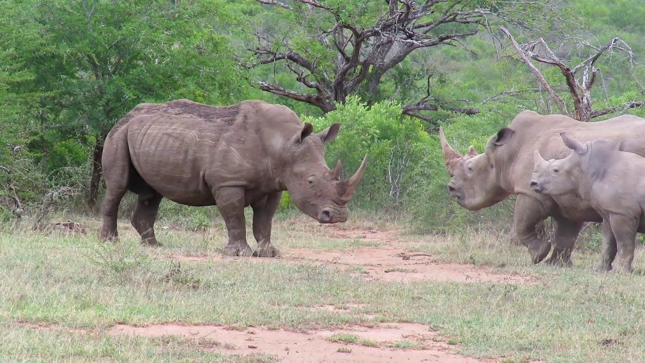 White Rhino Mate Guarding - YouTube