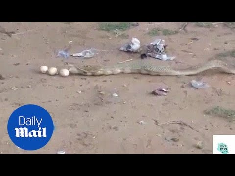 Stomach-churning moment greedy cobra regurgitates NINE EGGS - YouTube