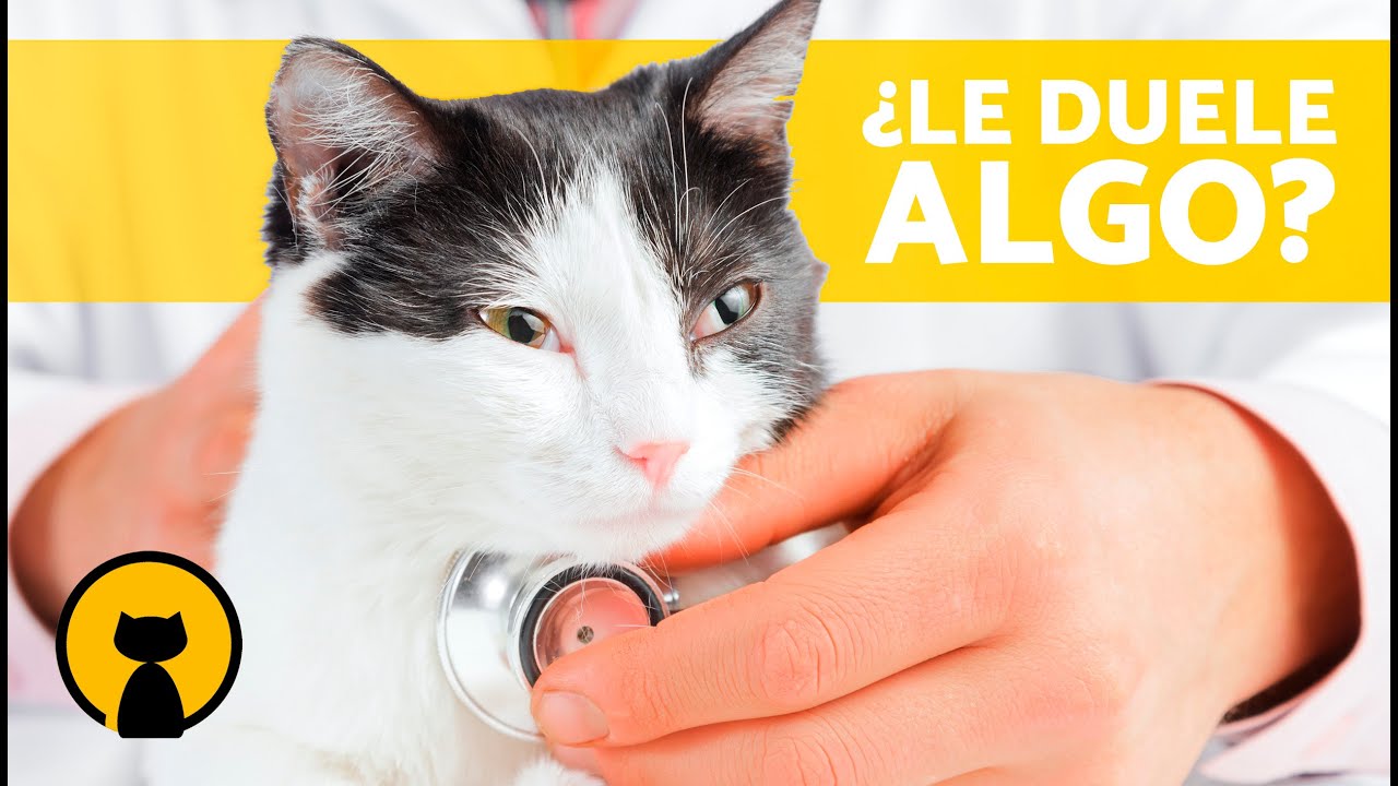 10 SEÑALES de DOLOR en GATOS 😿 ¿Cómo saber si a mi gato le duele algo ...