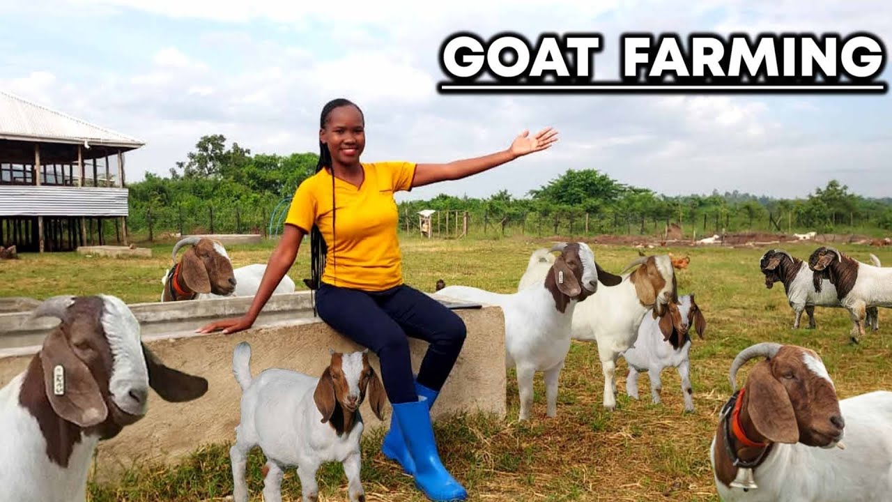 Why GOAT Farming Is The Easiest Business If Done RIGHT! - YouTube