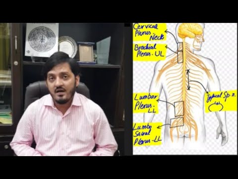 Brachial Plexus - Spinal Cord - Ventral Rami - Upper Limb Nerve Supply ...