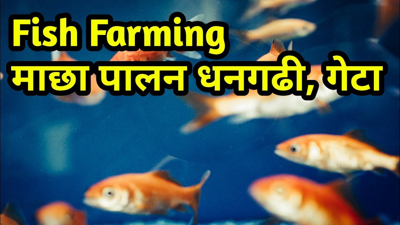 Fish Farming || Fish Farming In Nepal || Fish Farming Business || Nepal ...