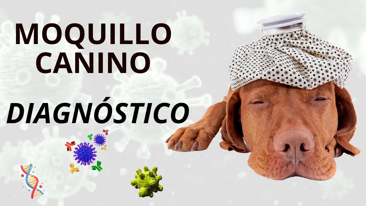 Diagnóstico del distemper canino - Como saber si un perro está ...
