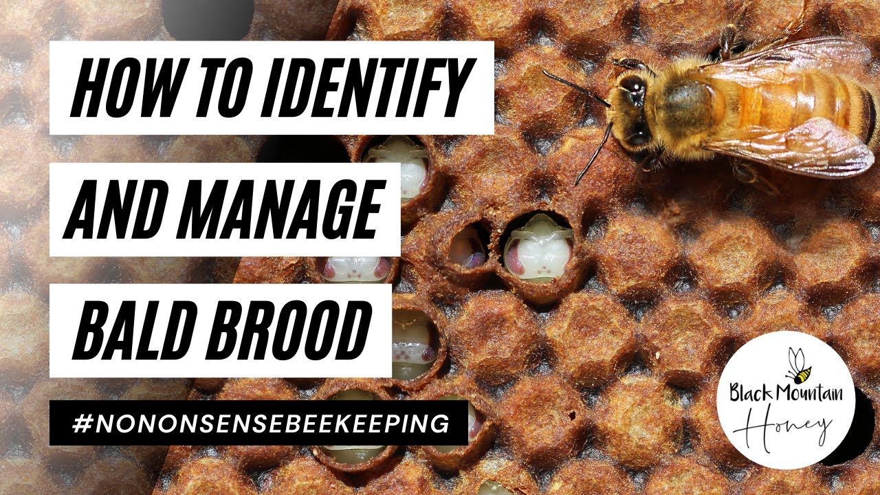What Is Bald Brood - Identify and Manage Bald Brood - YouTube