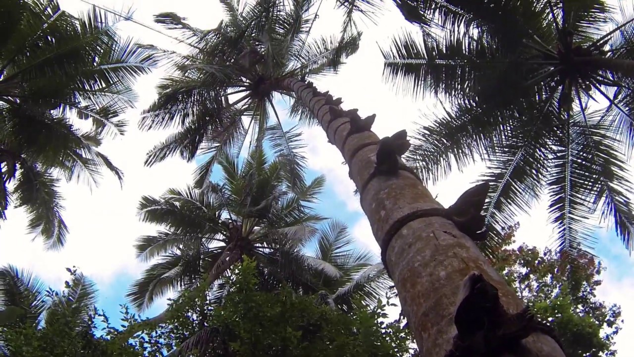 Coconut toddy harvest in Sri Lanka - YouTube