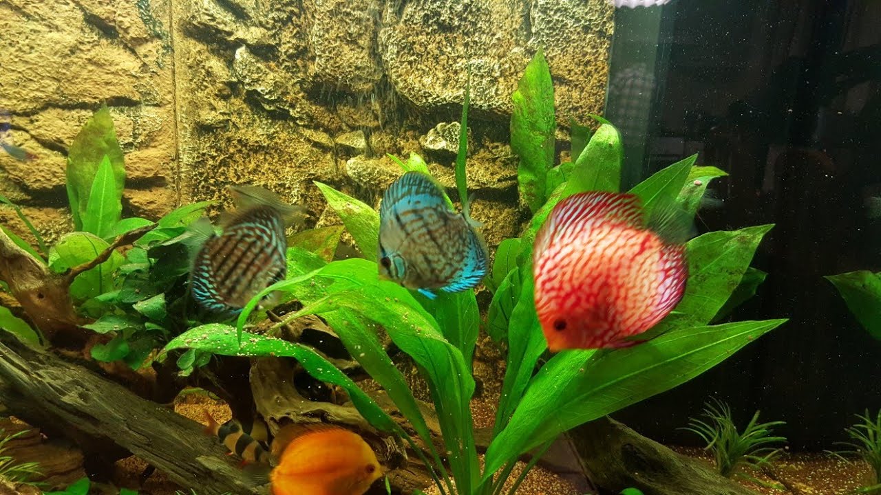 300 liter fish tank water maintenance - YouTube