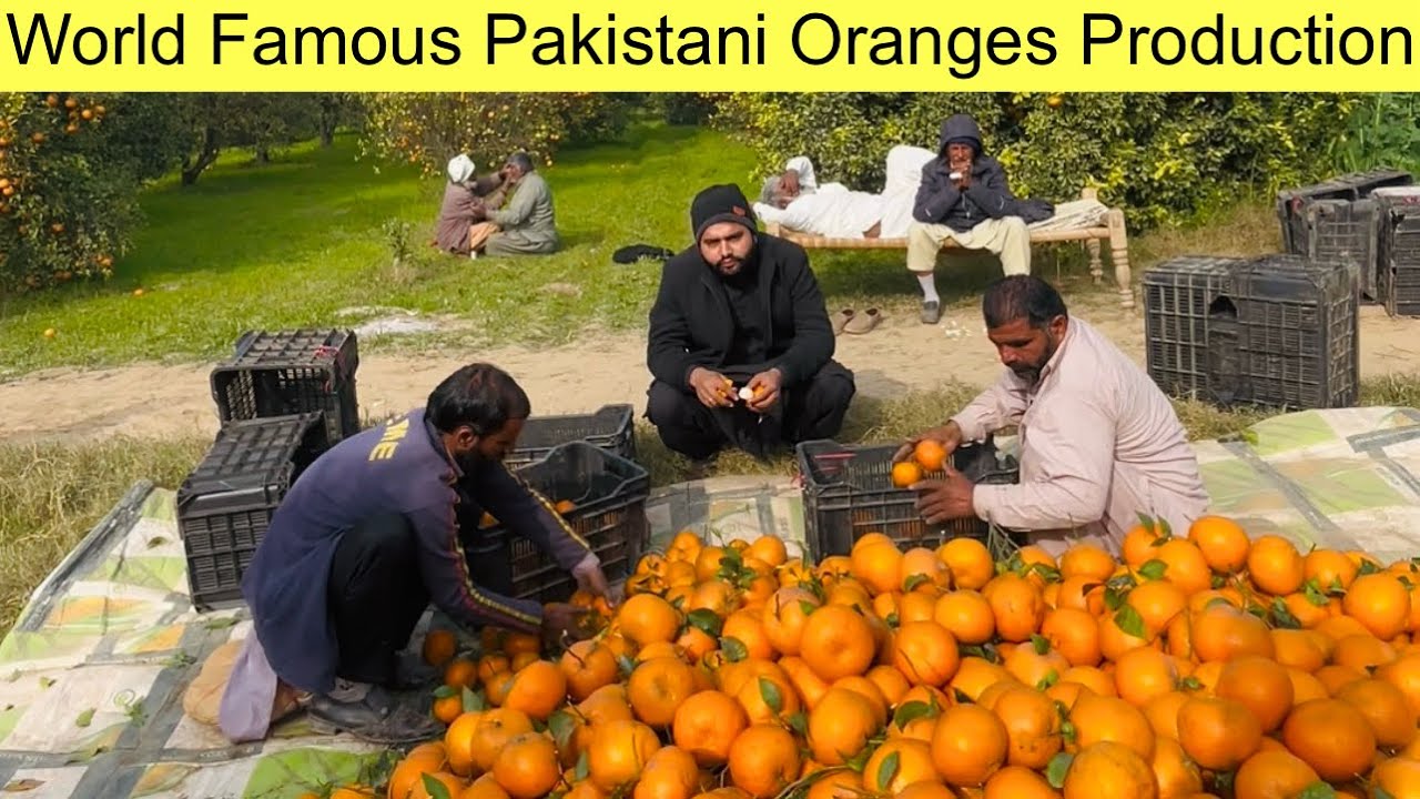 World Famous Pakistani Oranges Production | Punjab | - YouTube