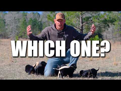 Stop! Don’t Pick a Puppy Until You Watch This!