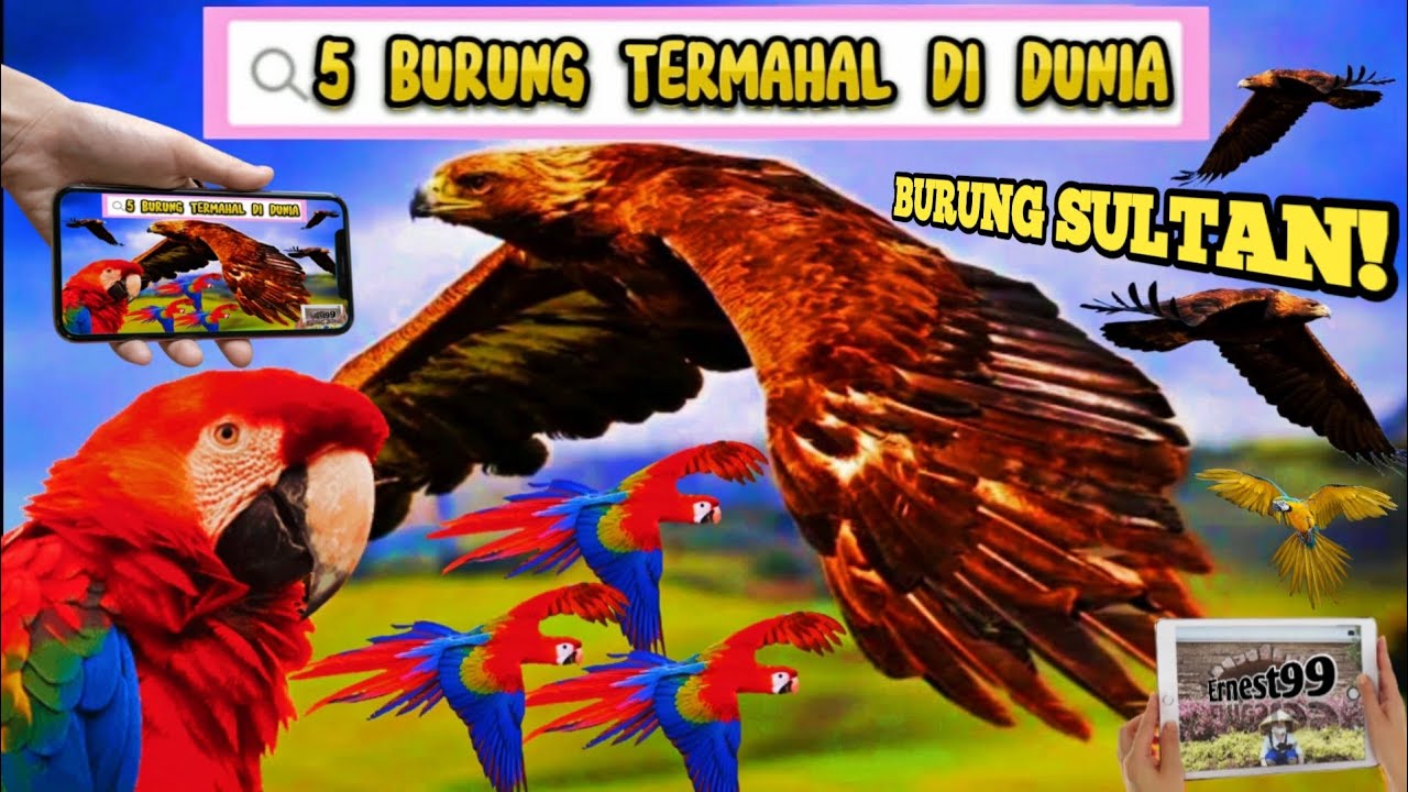 5 BURUNG PALING TERMAHAL DI DUNIA YANG DICARI SULTAN - YouTube