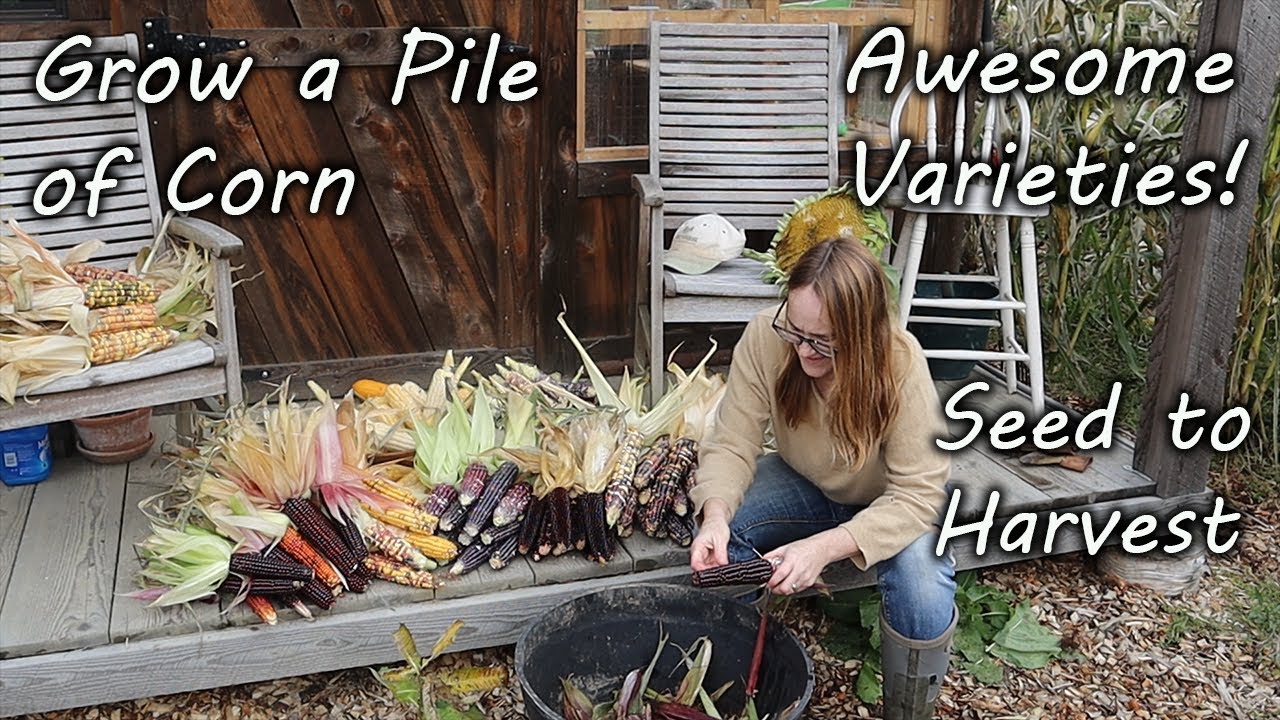 S1E8 How to Grow a Pile of Corn in a Small Home Garden - YouTube